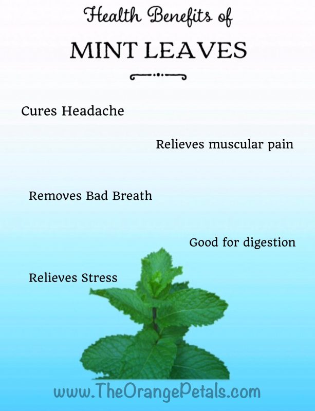 Health Benefits Of Mint Leaves Theorangepetals